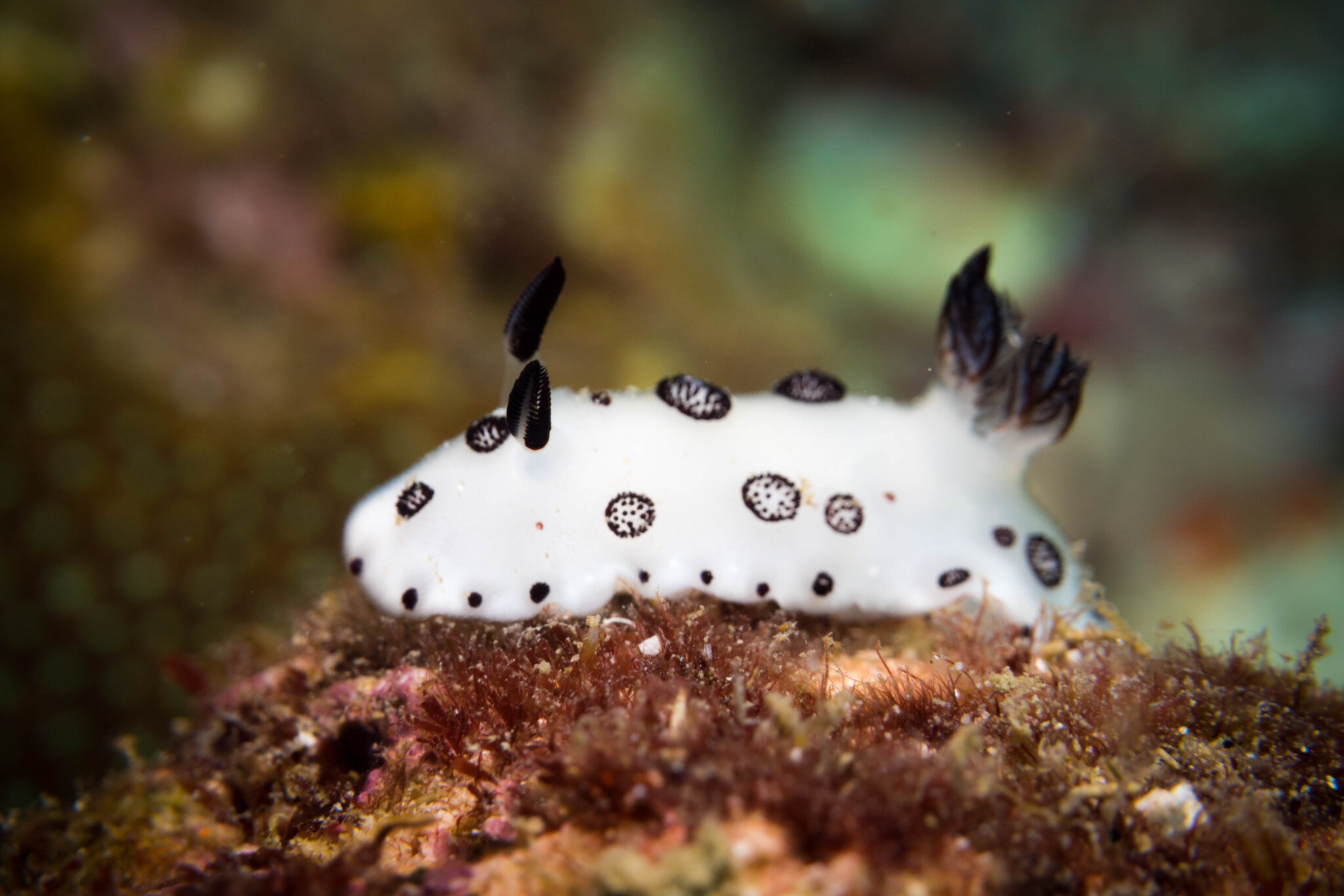 Could The Sea Bunny Be The Ocean s Most Deceiving Predator New And Tips Could The Sea Bunny Be The Ocean s Most Deceiving Predator New And Tips