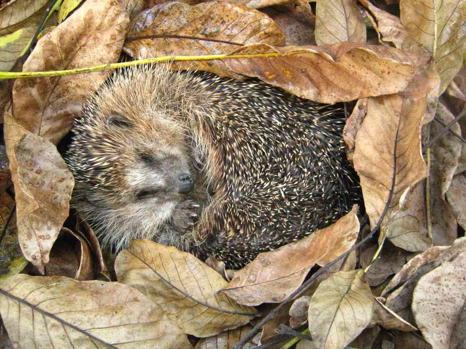 29 Facts About Hibernation OhMyFacts 29 Facts About Hibernation OhMyFacts